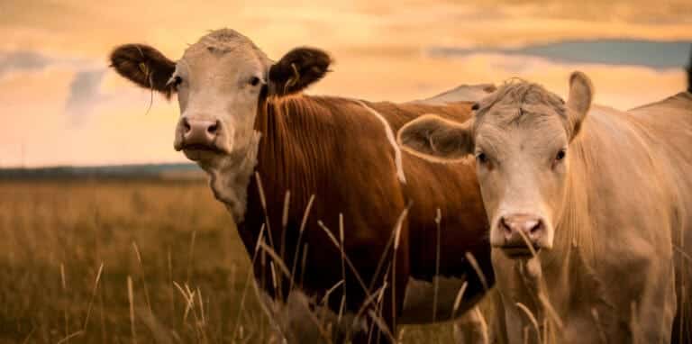 Farm Taxes: How to File a Cow on Taxes and More | TaxAct